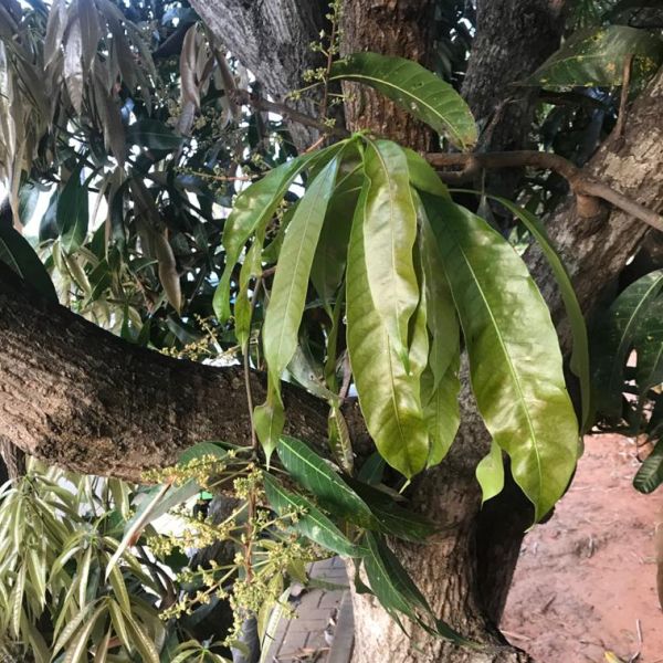 Mangifera indica: Mango tree