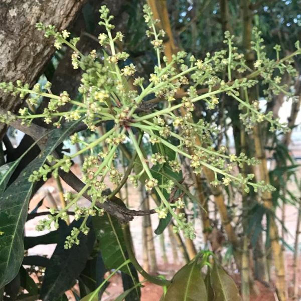 Mangifera indica: Mango tree