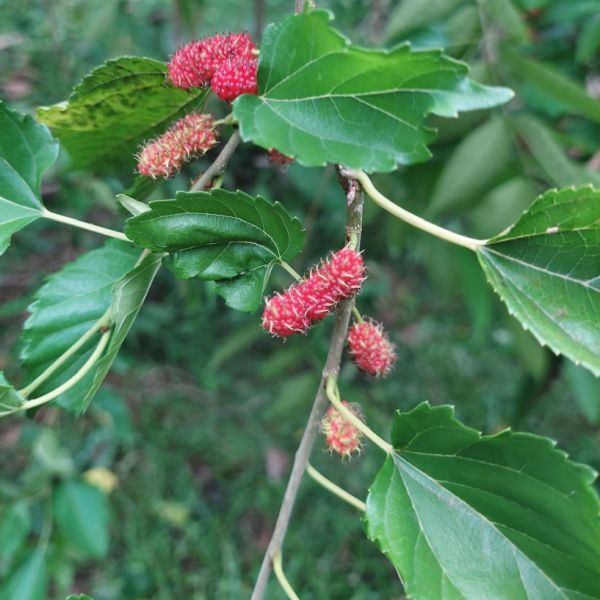 Morus alba | Mulberry | Common mulberry - Green Cover Initiative