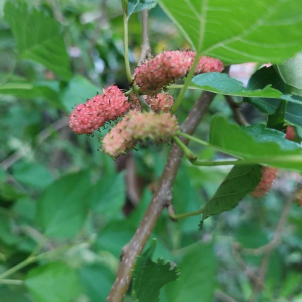 Morus alba | Mulberry | Common mulberry - Green Cover Initiative