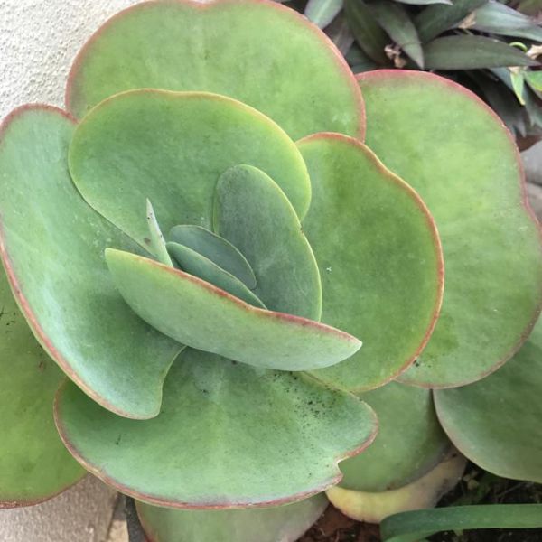 Kalanchoe thyrsiflora | Paddle plant | Flapjacks - Green Cover Initiative