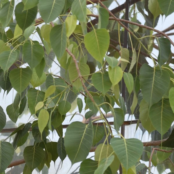 Ficus religiosa | Sacred fig tree | Peepal tree - Green Cover Initiative