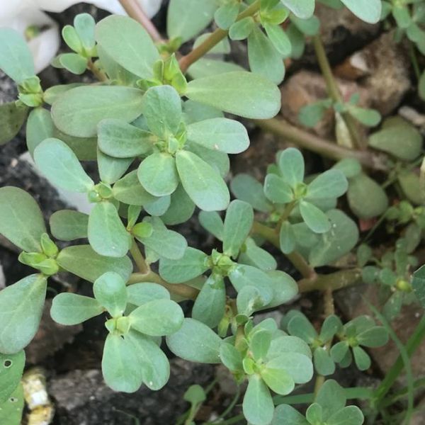 Portulaca oleracea | Common purslane - Herbs list - Green Cover Initiative