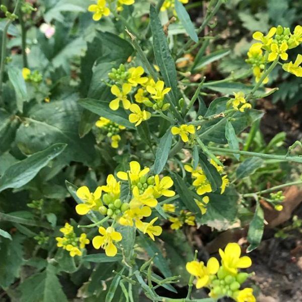 Sinapis arvensis | Wild mustard | Charlock - Green Cover Initiative