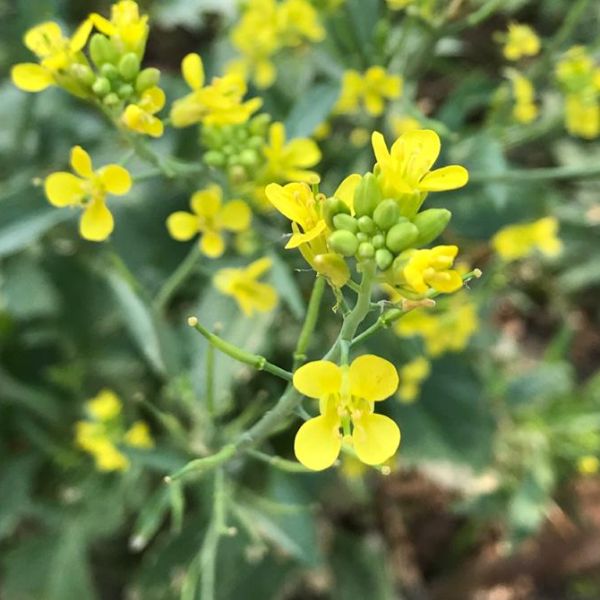 Sinapis arvensis | Wild mustard | Charlock - Green Cover Initiative