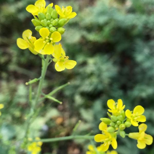 Sinapis arvensis | Wild mustard | Charlock - Green Cover Initiative