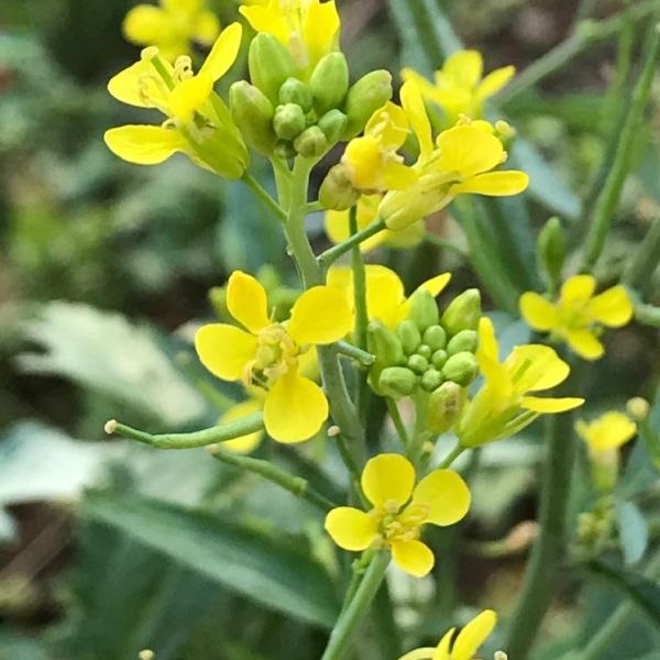 Sinapis arvensis | Wild mustard | Charlock - Green Cover Initiative