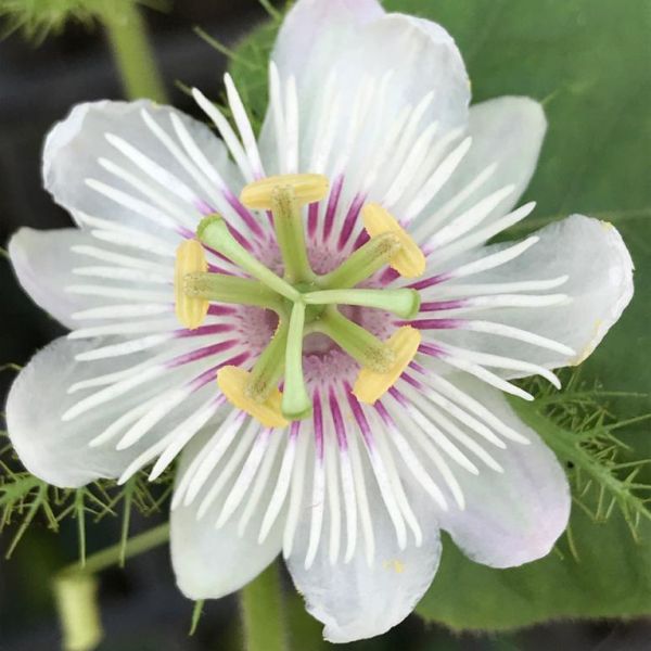 Passiflora Foetida | Stinking passionflower | Love-in-a-mist - Green ...