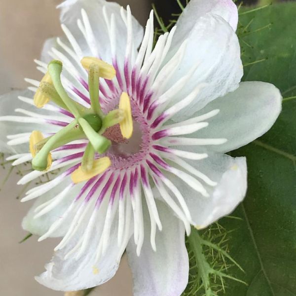 Passiflora Foetida | Stinking passionflower | Love-in-a-mist - Green ...