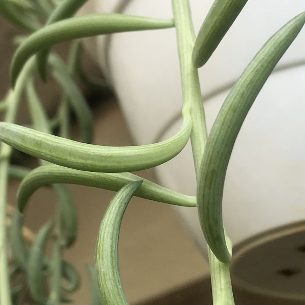 Curio radicans | String of bananas - Succulents - Green Cover Initiative