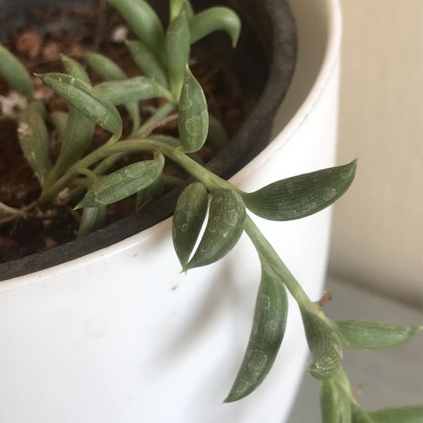 Curio radicans | String of bananas - Succulents - Green Cover Initiative