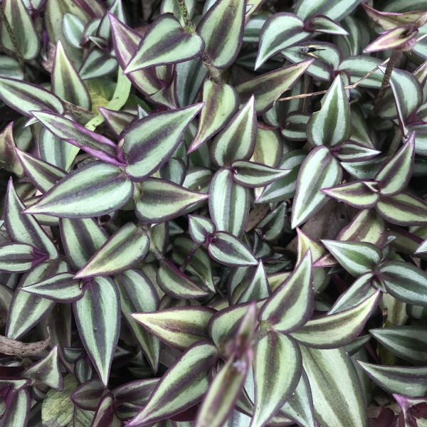 Tradescantia zebrina | Wandering jew - Green Cover Initiative