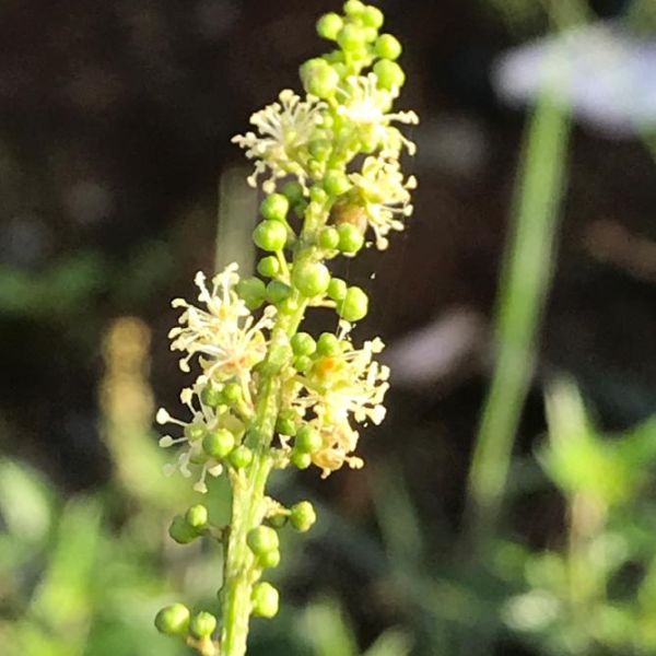Croton bonplandianus | Ban Tulsi - Wild Plants - Green Cover Initiative