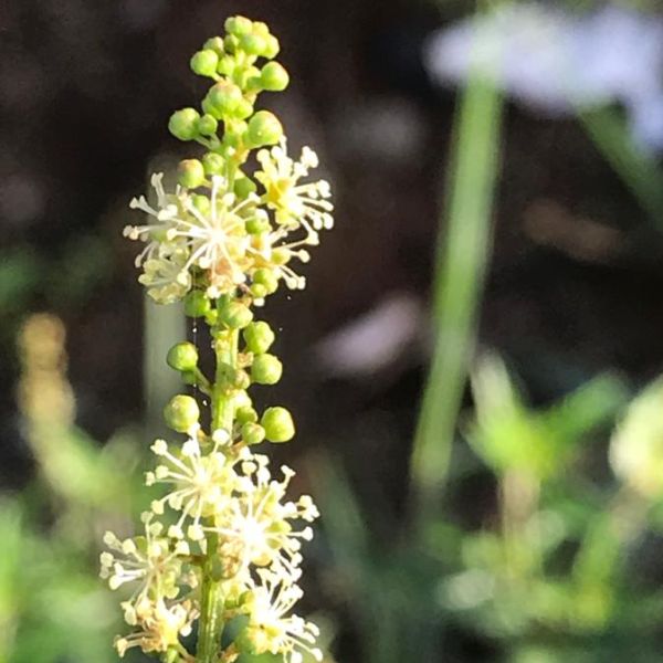 Croton bonplandianus | Ban Tulsi - Wild Plants - Green Cover Initiative