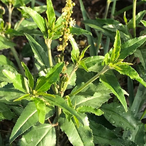 Croton bonplandianus | Ban Tulsi - Wild Plants - Green Cover Initiative