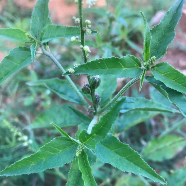 Croton bonplandianus | Ban Tulsi - Wild Plants - Green Cover Initiative