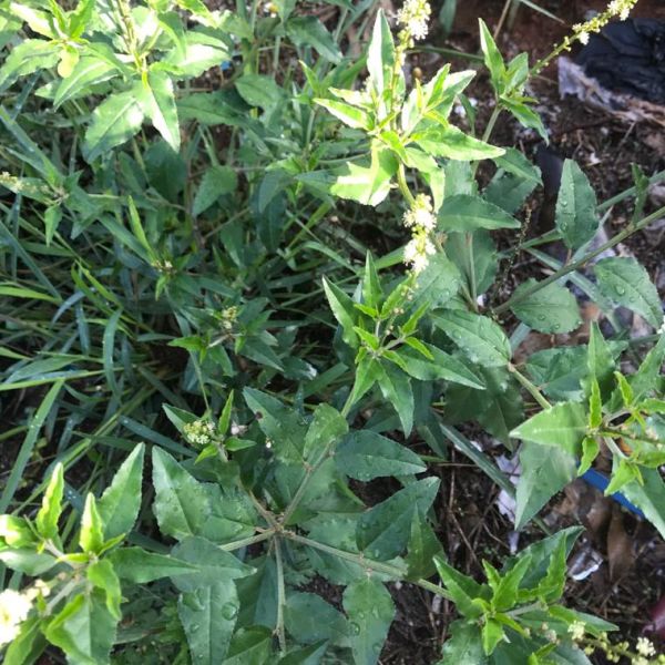 Croton bonplandianus | Ban Tulsi - Wild Plants - Green Cover Initiative