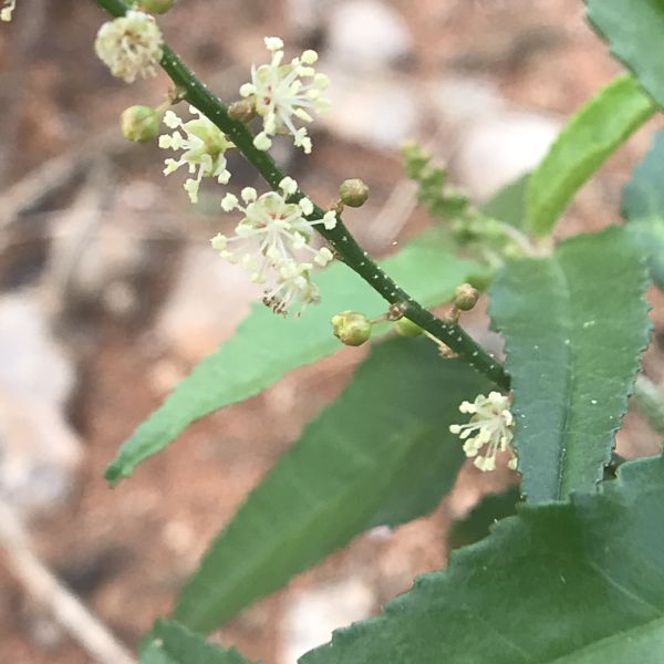 Croton bonplandianus | Ban Tulsi - Wild Plants - Green Cover Initiative