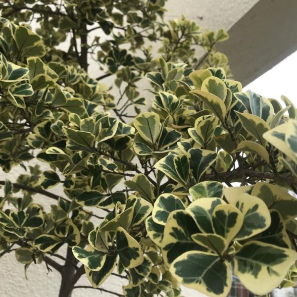 Ficus triangularis variegata | Triangle fig - Ornamental trees - GCI