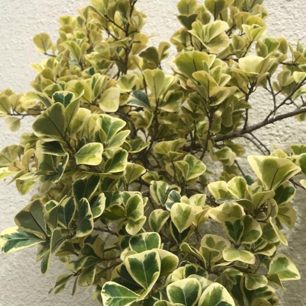 Ficus triangularis variegata | Triangle fig - Ornamental trees - GCI