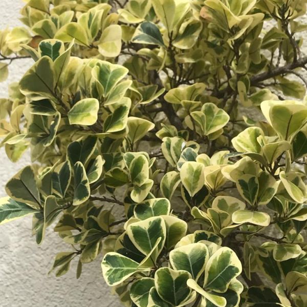 Ficus triangularis variegata | Triangle fig - Ornamental trees - GCI