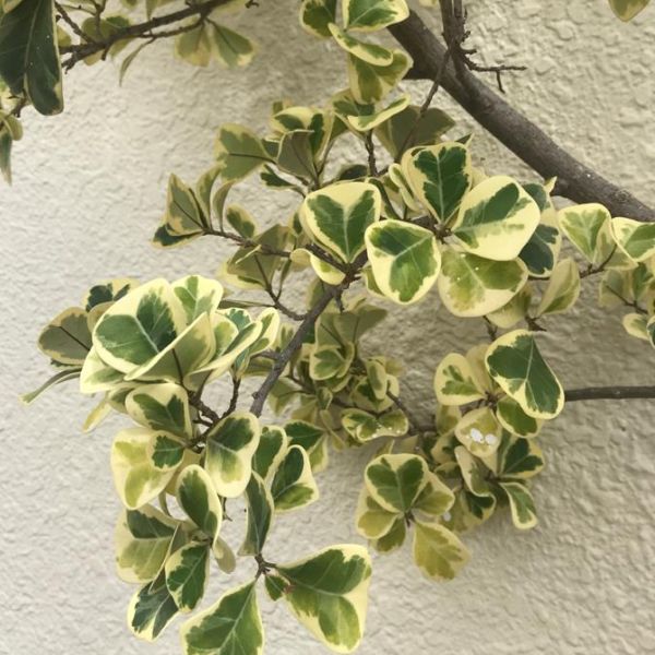 Ficus triangularis variegata | Triangle fig - Ornamental trees - GCI
