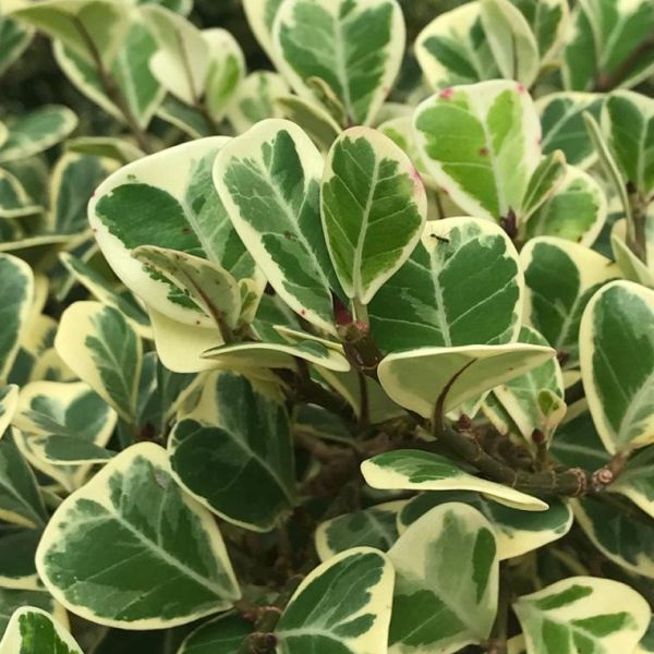 Ficus triangularis variegata | Triangle fig - Ornamental trees - GCI