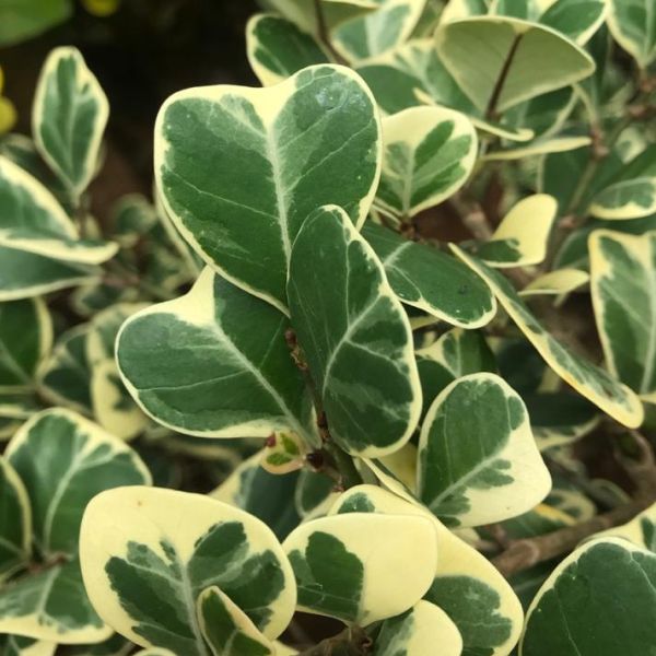 Ficus triangularis variegata | Triangle fig - Ornamental trees - GCI