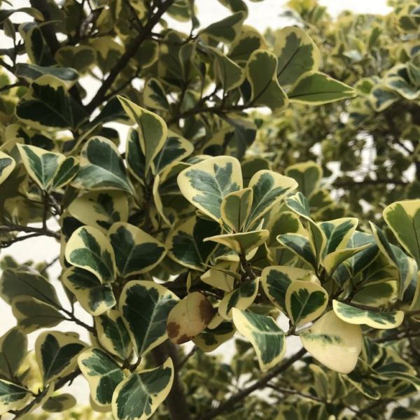 Ficus triangularis variegata | Triangle fig - Ornamental trees - GCI