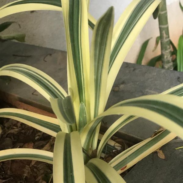 Hymenocallis caribaea Variegata: Variegated spider lily - Green Cover ...