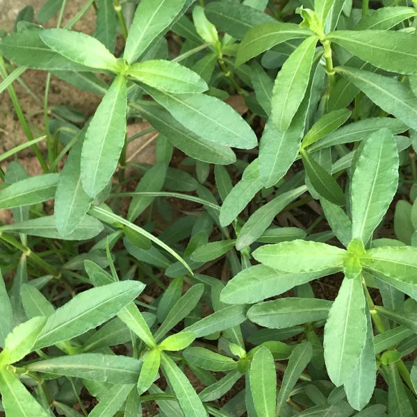 Alternanthera philoxeroides | Alligator weed - Wild plants of India