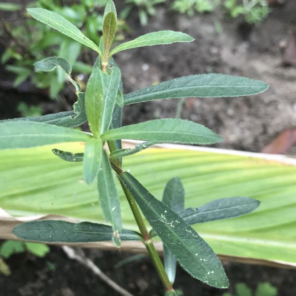 Alternanthera philoxeroides | Alligator weed - Wild plants of India