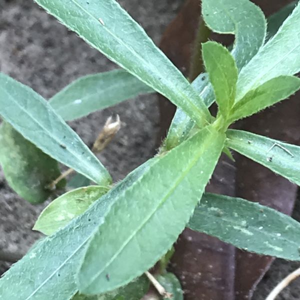 Alternanthera philoxeroides | Alligator weed - Wild plants of India
