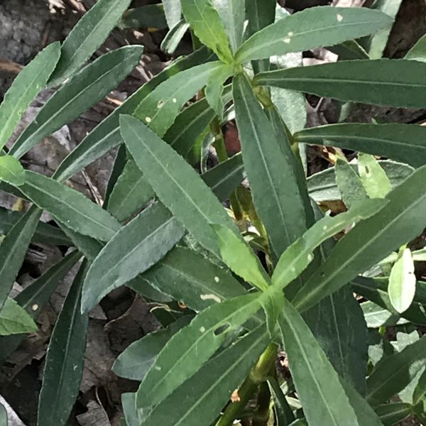Alternanthera philoxeroides | Alligator weed - Wild plants of India