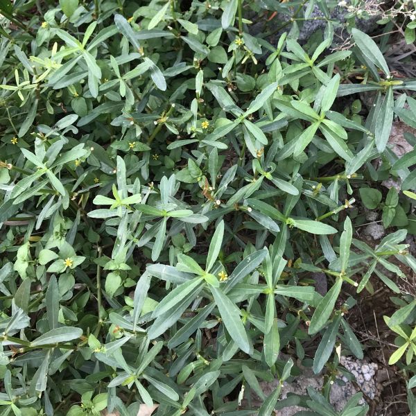 Alternanthera philoxeroides | Alligator weed - Wild plants of India
