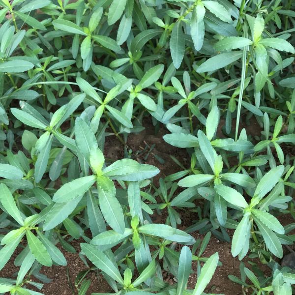 Alternanthera philoxeroides | Alligator weed - Wild plants of India