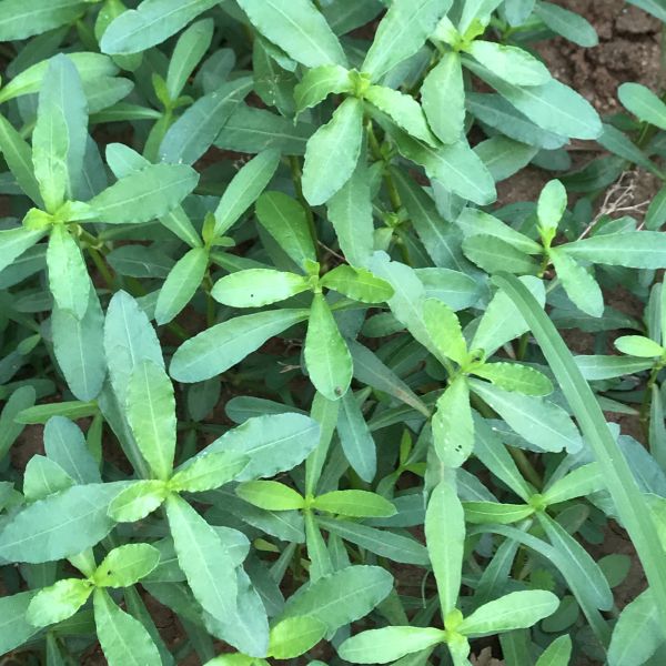 Alternanthera philoxeroides | Alligator weed - Wild plants of India
