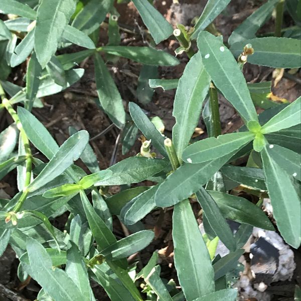 Alternanthera philoxeroides | Alligator weed - Green Cover Initiative