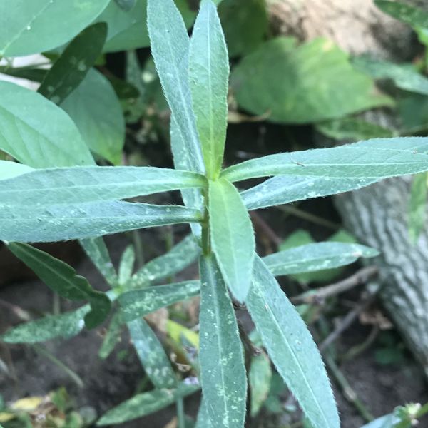Alternanthera philoxeroides | Alligator weed - Wild plants of India