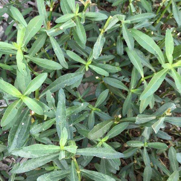 Alternanthera philoxeroides | Alligator weed - Wild plants of India