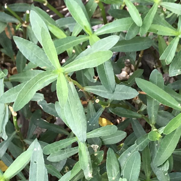 Alternanthera philoxeroides | Alligator weed - Green Cover Initiative