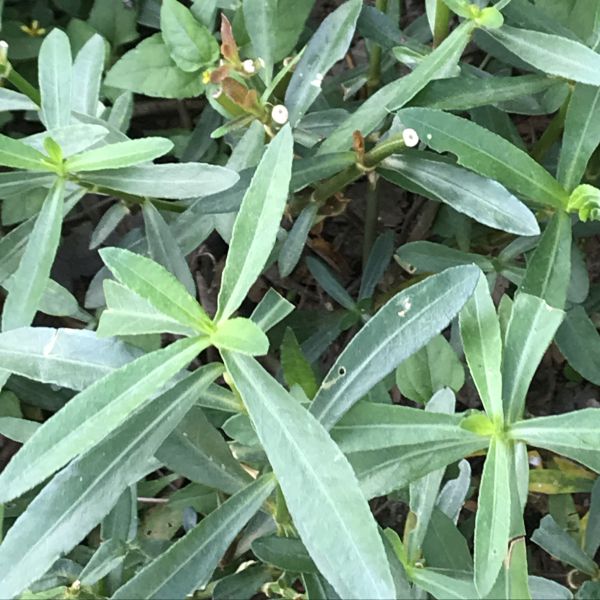 Alternanthera philoxeroides | Alligator weed - Wild plants of India