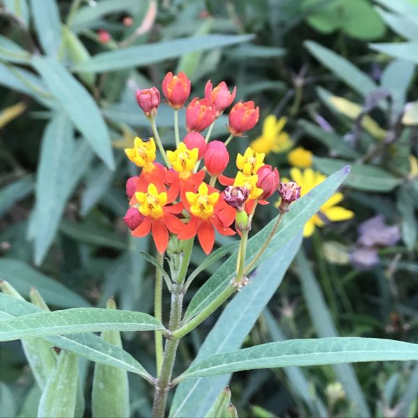 Asclepias Curassavica | Bloodflower | Tropical milkweed | Butterfly ...