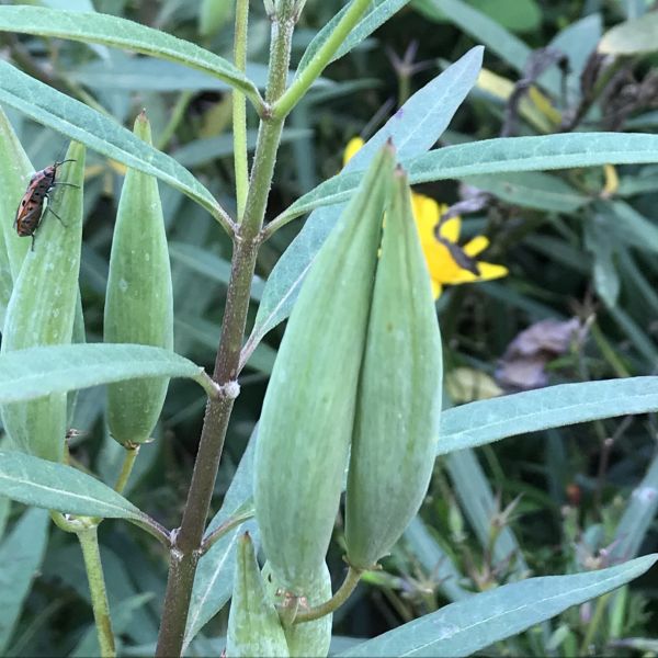 Asclepias Curassavica | Bloodflower | Tropical milkweed | Butterfly ...