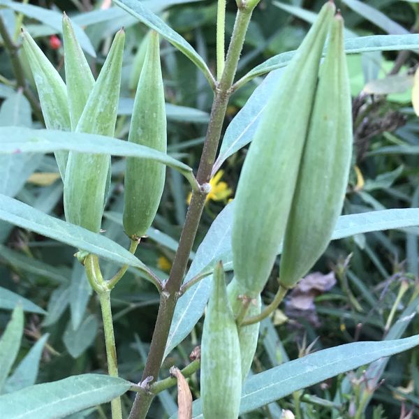 Asclepias Curassavica | Bloodflower | Tropical milkweed | Butterfly ...