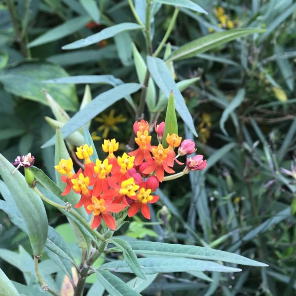 Asclepias Curassavica | Bloodflower | Tropical milkweed | Butterfly ...