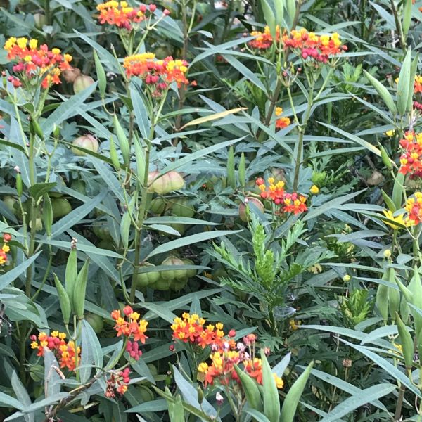 Asclepias Curassavica | Bloodflower | Tropical milkweed | Butterfly ...