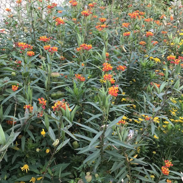 Asclepias Curassavica | Bloodflower | Tropical milkweed | Butterfly ...