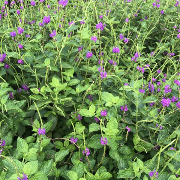 Stachytarpheta jamaicensis | Blue porterweed - Green Cover Initiative