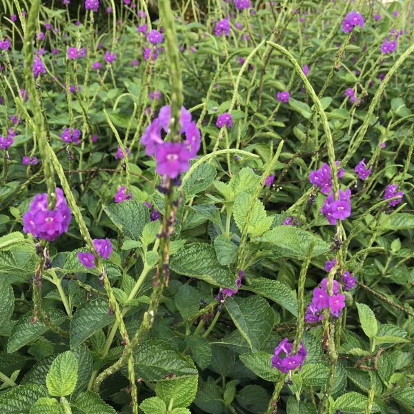 Stachytarpheta jamaicensis | Blue porterweed - Green Cover Initiative